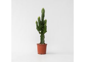 7442924145161 - Plant in a Box - Cowboy-Kaktus - 2 Stk - Euphorbia ingens - Höhe 50-60cm - Topf 17cm