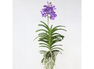 6097224210289 - Plant in a Box - Vanda-Orchidee - Vanda Magic Royal Blue - Höhe 55-65cm