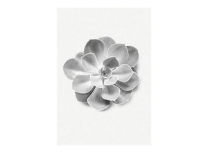 4055065151231 - KOMAR Poster Succulent Aeonium Bilder Kinderzimmer Schlafzimmer Wohnzimmer Gr B H 50 cm x 70 cm Pflanzen-Blätter 1 St bunt Poster