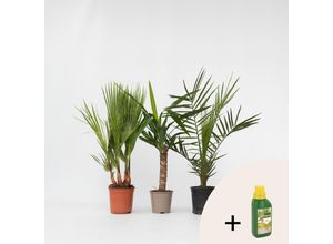 7428472976723 - Plant in a Box - Zimmerpalmen-Mix - 3 Stk - Indoor Palmmix - Pokon - Höhe 50-70cm - Topf 14cm