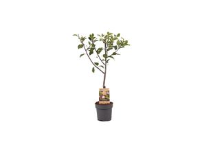 7428475512157 - Plant in a Box - Pflaumenbaum - Prunus domestica Opal - Höhe 90-100cm - Topf 21cm