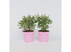 7428479915565 - Plant in a Box - Schmetterlingsfliedern - 2 Stk - Buddleja davidii Candy - Höhe 30-40cm - Topf 19cm