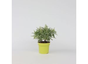 7428474982326 - Plant in a Box - Schmetterlingsfliedern - Buddleja davidii Candy - Höhe 30-40cm - Topf 19cm