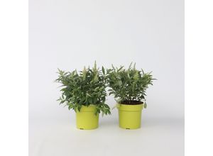 7428471371581 - Plant in a Box - Schmetterlingsfliedern - 2 Stk - Buddleja davidii Candy - Höhe 30-40cm - Topf 19cm