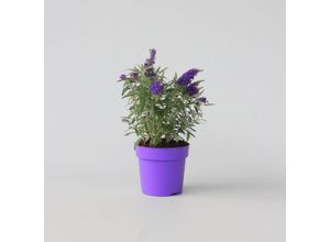 7428477133411 - Plant in a Box - Schmetterlingsfliedern - Buddleja davidii Candy - Höhe 30-40cm - Topf 19cm