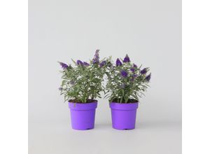 7428477505188 - Plant in a Box - Schmetterlingsfliedern - 2 Stk - Buddleja davidii Candy - Höhe 30-40cm - Topf 19cm