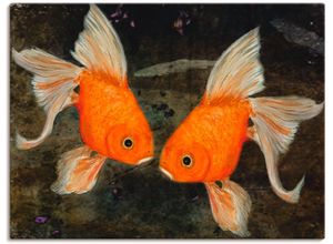 4055327360340 - Wandbild ARTLAND Turtelfische Bilder Gr B H 120 cm x 90 cm Leinwandbild Wassertiere 1 St orange Bild Kunstdruck Leinwandbild Kunstdrucke Bilder als Leinwandbild Wandaufkleber oder Poster in versch Größen