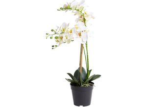 8505455134307 - Kunstorchidee BOTANIC-HAUS Orchidee Bora beige (creme weiß) B35cm H60cm T35cm Ø35cm Kunststoff Kunstpflanzen