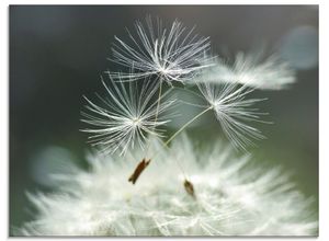 4057738026013 - Glasbild ARTLAND Pusteblume Facility Bilder Gr B H 80 cm x 60 cm Glasbild Blumen Querformat 1 St weiß Bild Glasbild Glasbilder Bilder in verschiedenen Größen