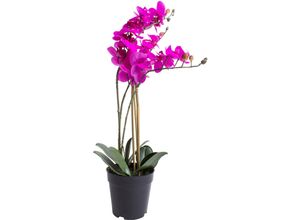 8505455134369 - Kunstorchidee BOTANIC-HAUS Orchidee Bora pink (fuchsia) B35cm H60cm T35cm Ø35cm Kunststoff Kunstpflanzen