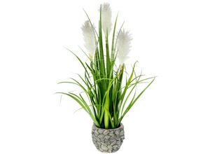 4019844795061 - Kunstpflanze IGEA Pampasgras Kunstpflanzen Gr B H L 20 cm x 55 cm x 20 cm weiß Künstliche Zimmerpflanzen Mit Übertopf künstliches Pampas Gras