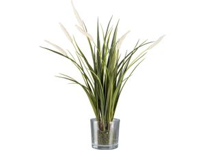 4064118117438 - Kunstgras CREATIV GREEN Grasbusch Miscanthus im Erdballen mit Glas beige (creme) H63cm Obermaterial 100% Polyethylen Kunstpflanzen