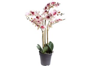 8505455134277 - Kunstorchidee BOTANIC-HAUS Orchidee Bora beige (creme pink) B50cm H60cm T50cm Ø50cm Kunststoff Kunstpflanzen