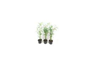 7442924153159 - Plant in a Box - Bambus - 3 Stk - Fargesia papyrifera Blue Dragon - Höhe 30-40cm - Topf 13cm