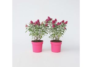 7428478633354 - Plant in a Box - Schmetterlingsfliedern - 2 Stk - Buddleja davidii Candy - Höhe 30-40cm - Topf 19cm