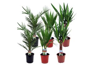 7428473274378 - Plant in a Box - Zimmerpalmen-Mix - 6 Stk - Indoor Palmmix - Pokon - Höhe 50-70cm - Topf 14cm