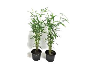 7428471904314 - Plant in a Box - Bambus - 2 Stk - Fargesia papyrifera Blue Dragon - Höhe 30-40cm - Topf 13cm