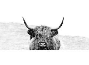 4019449463839 - Glasbild HIGHLAND CATTLE II (BHT 125x50x140 cm) PRO ART