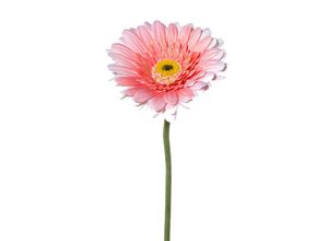 4003529047446 - Kunstblume GERBERA (H 63 cm)