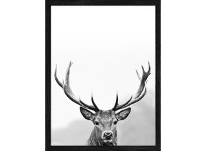 4019449465901 - PRO ART Gerahmtes-Bild GREY DEER HEAD (BHT 4250x3250x2 cm) BHT 4250x3250x2 cm bunt