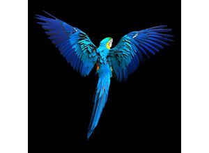 4019449471643 - PRO ART Aludibondbild BLUEPARROT (BHT 98x98x110 cm) BHT 98x98x110 cm bunt Alubild Metallbild