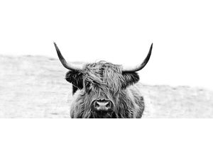 4019449462566 - PRO ART Glasbild HIGHLAND CATTLE (BHT 80x30x130 cm) BHT 80x30x130 cm bunt Acrylglasbild