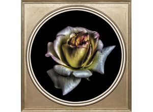 4049009638155 - Acrylglasbild »Blume« Blumen-Blumenbilder-Kunst-Pflanzen-Pflanzenbilder-Gemälde Fine Art-Print in Galeriequalität