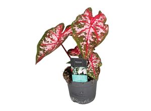 7428471585100 - Plant in a Box - Buntblatt - Caladium Carolyn Whorton - Höhe 25-40cm - Topf 13cm