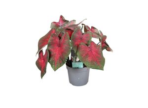 7428474482260 - Plant in a Box - Buntblatt - Caladium Postman Joyner - Höhe 25-40cm - Topf 12cm