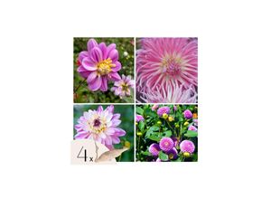 8721278900169 - Plant in a Box - Dahlien - 4er Set - Dahlia Pink Love - Dahlienknollen - Rosa Blüten