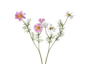 4066076447282 - Kunstblume COSMEA