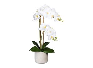 4003529918586 - Kaiserkraft - 570307 Phalaenopsis real touch in Zementtopf