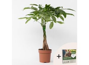 8721278901692 - Plant in a Box - Glückskastanie - Pachira aquatica - Höhe 60-70cm - Topf 17cm