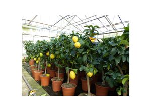 4251740100376 - Grünwaren echter Zitronenbaum 70 - 100 cm Zitrone Citrus Limon Zitruspflanze