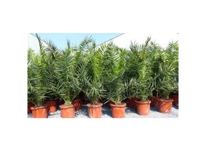 4251740101823 - Palme XXL 180 cm Phoenix canariensis kanarische Dattelpalme winterhart