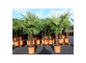 4251740100338 - XXL Palme winterhart 140 - 160 cm Trachycarpus fortunei Hanfpalme Top-Qualität