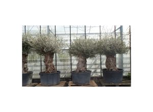 4251740100741 - uriger alter Olivenbaum knorrige Olive 80-100 Jahre winterhart