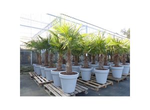 4251740109249 - XXL Palme winterhart inkl Pflanzkübel 180 - 210 cm Trachycarpus fortunei Hanfpalme Top-Qualität