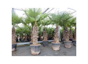 4251740110573 - 2 Stück im Palmenset Trachycarpus fortunei dicke Stämme 220 cm Hanfpalme winterharte Palme bis -18°C