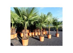 4251740111075 - XXL Palme Stammhöhe 40-50 cm winterhart 160-180 cm Trachycarpus fortunei Hanfpalme Top-Qualität