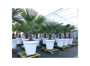 4251740111877 - XXL Palme winterhart inkl Pflanzkübel weiß 160 - 190 cm Trachycarpus fortunei Hanfpalme Top-Qualität