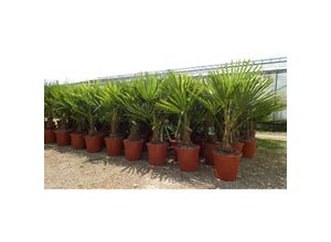 4251740109782 - Palme XL 120-150 cm Trachycarpus fortunei Hanfpalme winterhart bis -18°C
