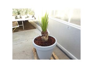 4251740123719 - Yucca Faxoniana 130 cm Stamm 23 cm Faxon Yucca Palmilla winterhart -20C