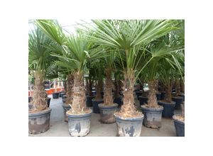 4251740118845 - 3 Stück XXL Stämme Palme winterhart 190 cm Trachycarpus fortunei Hanfpalme Top-Qualität