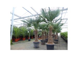 4251740117039 - Trachycarpus fortunei dicker Stamme 170 - 200 cm hohe Hanfpalme winterharte Palme bis -18°C