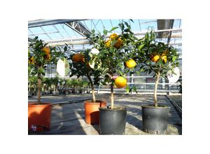 4251740119415 - Citrus Yuzu 70 - 75 cm Zitronenbaum Zitrone japanische Zitrone winterhart