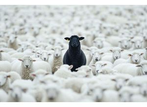 4050743094541 - Acrylglasbild BLACK SHEEP