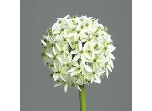 4027234370767 - Kunstblume Allium (DH 19x70 cm) DH 19x70 cm weiß Pflanze Kunstpflanze Zimmerpflanze