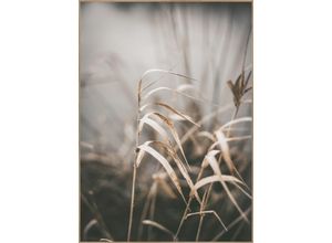 5708443833623 - Posterboard REED 2 (BH 50x70 cm) BH 50x70 cm bunt