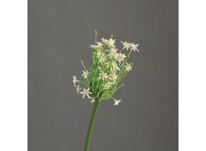 4027234881553 - Kunstblume Allium (H 70 cm) H 70 cm beige Pflanze Kunstpflanze Zimmerpflanze